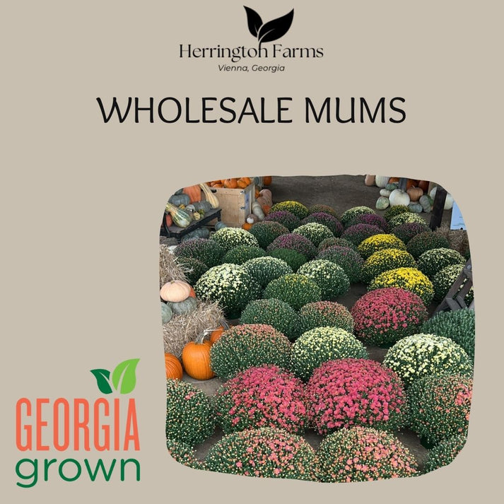 Wholesale: Mums – Herrington Farms