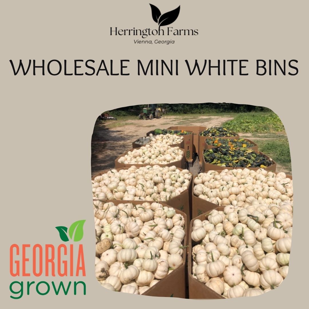 Wholesale: White Mini Bins – Herrington Farms